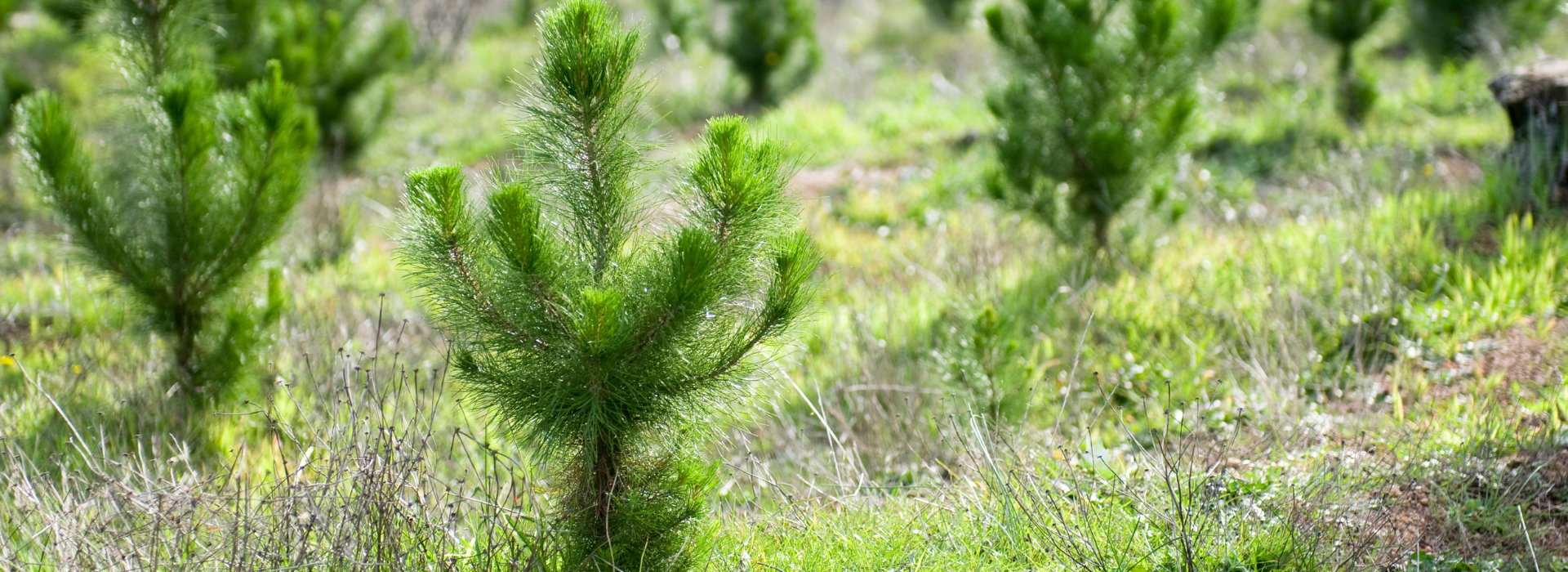 In reforestation efforts, one tree does not fit all